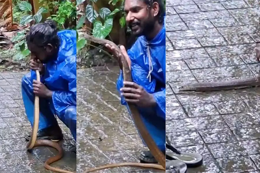‘You’re safe now. You can go, boy’: Kerala man brings snake back to ...