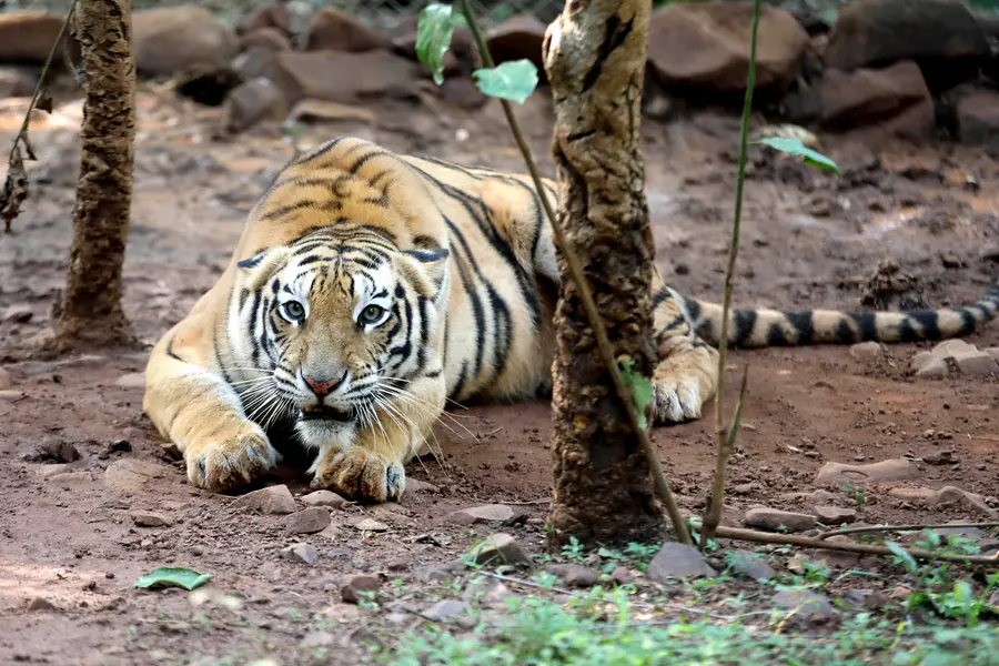 Sudden tiger attack during enclosure cleaning leaves Thiruvananthapuram ...