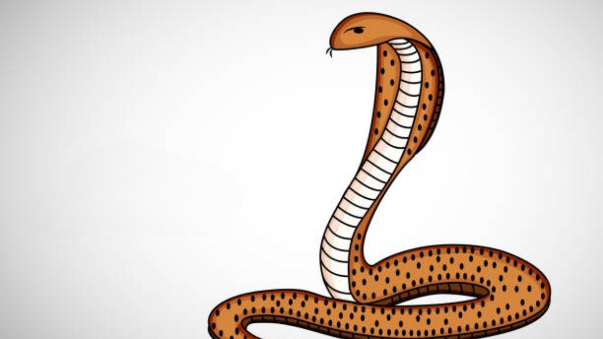 What’s the story behind Nag Panchami, a day for snakes and devotion ...