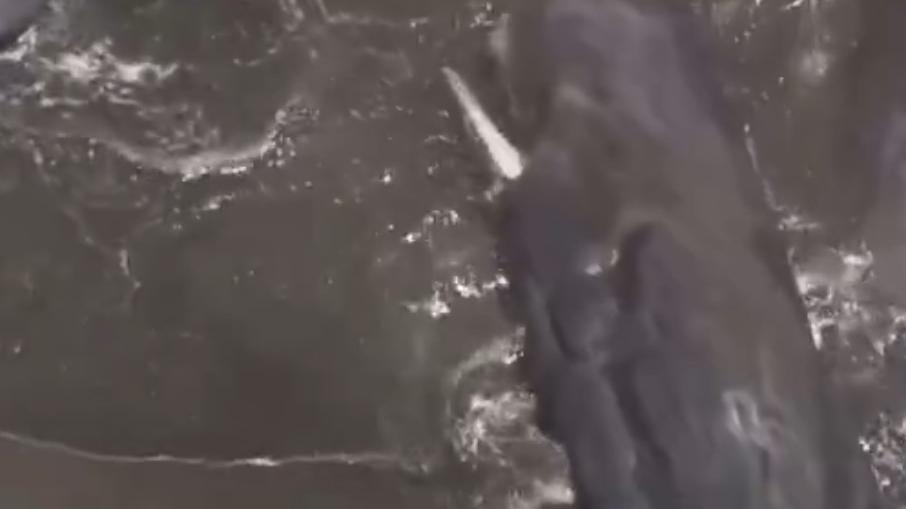 Heartbreaking visuals: Whales found washed ashore in Japan’s Chiba amid ...