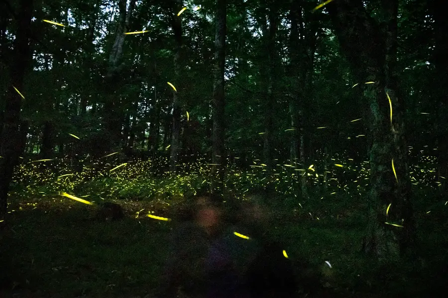 Summer surge in fireflies across US, but experts warn of long-term ...