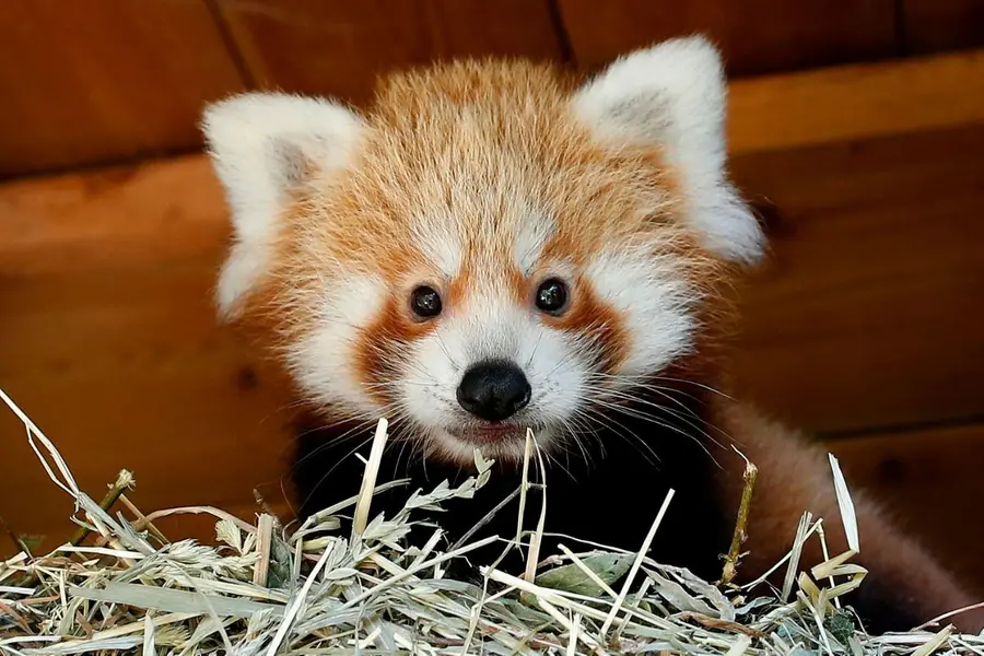 Red Panda cubs born after 7-year gap at Himalayan Zoological Park ...