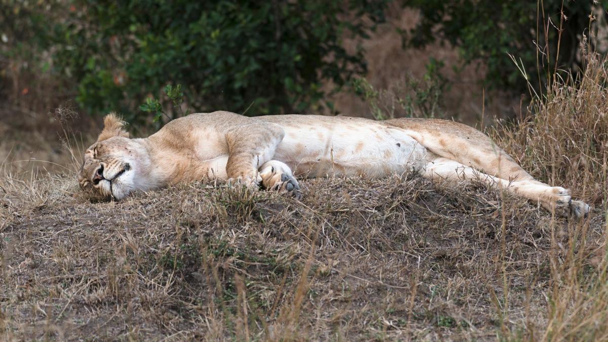 Lioness found dead in Gujarat; Suspected virus outbreak raises concern