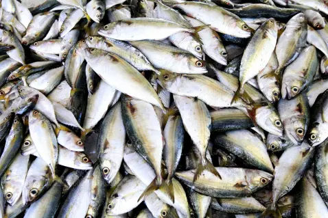 Kerala stands 3rd in marine catch; Mackerel (Ayla) top catch ...
