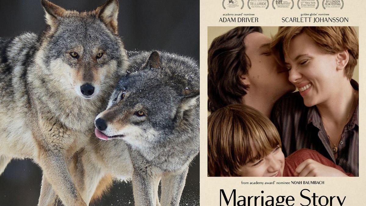 US Agriculture Department turns to Hollywood movies to scare off wolves in rural America