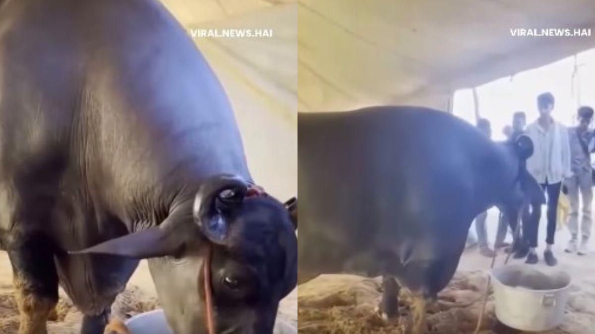 Meet Anmol, the buffalo that’s costlier than a Rolls-Royce: Here's what ...