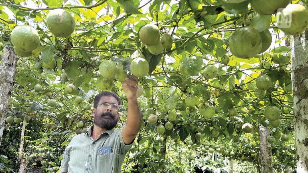 Wayanad farmers embrace passion fruit cultivation as prices rise ...