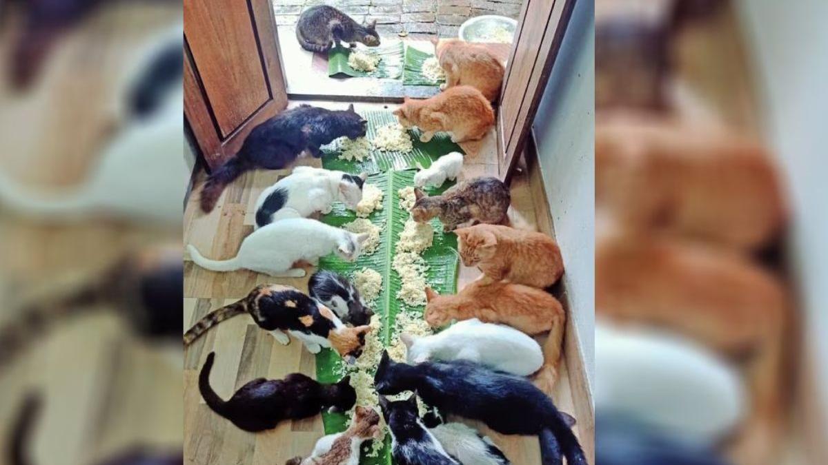 Kerala man celebrates World Cat Day with traditional feast for cats ...