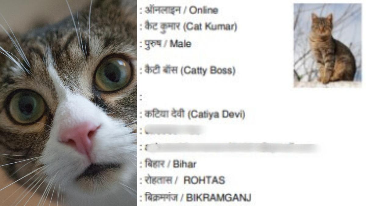 ‘Cat Kumar’, son of ‘Catty Boss’: Revenue official receives application ...