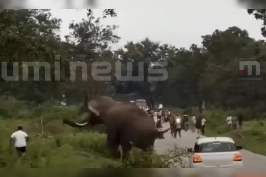 Man seriously injured after wild elephant attack while taking selfie in Bandipur | VIDEO