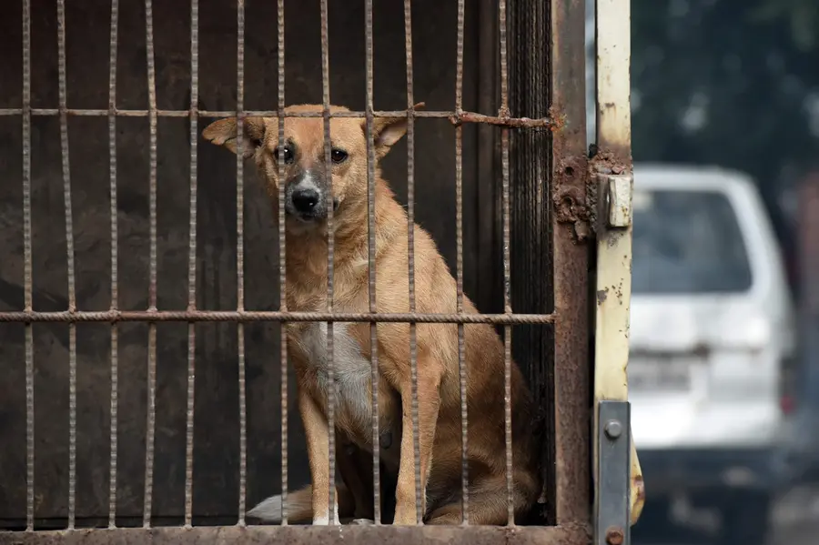 Pick up 5,000 stray dogs in 6 weeks: Supreme Court flags 'extremely grim' dog-bite situation in ...
