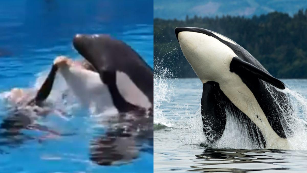 Did Jessica Radcliffe really get killed by an orca? Here’s what you ...