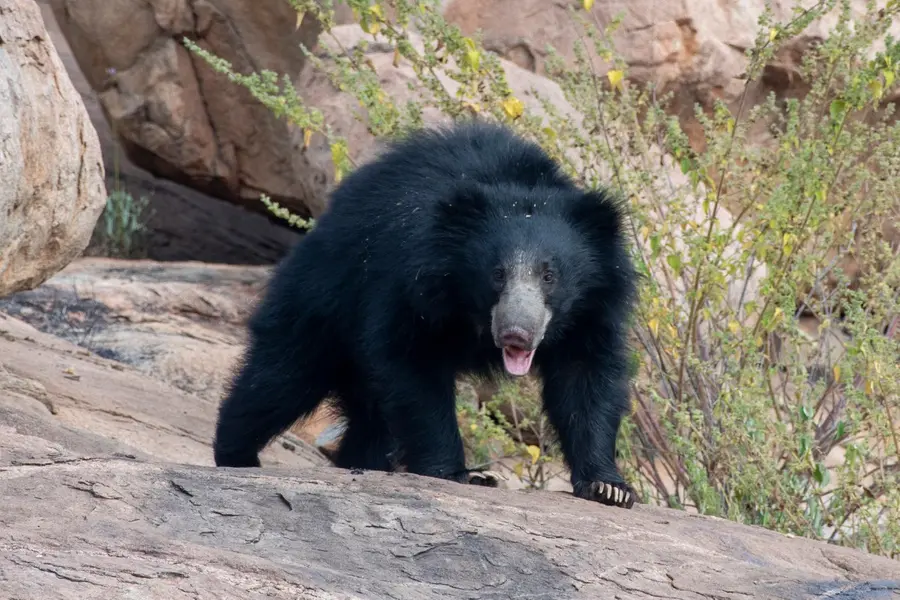 Sloth bear mauls eight-year-old boy to death in Tamil Nadu’s Valparai