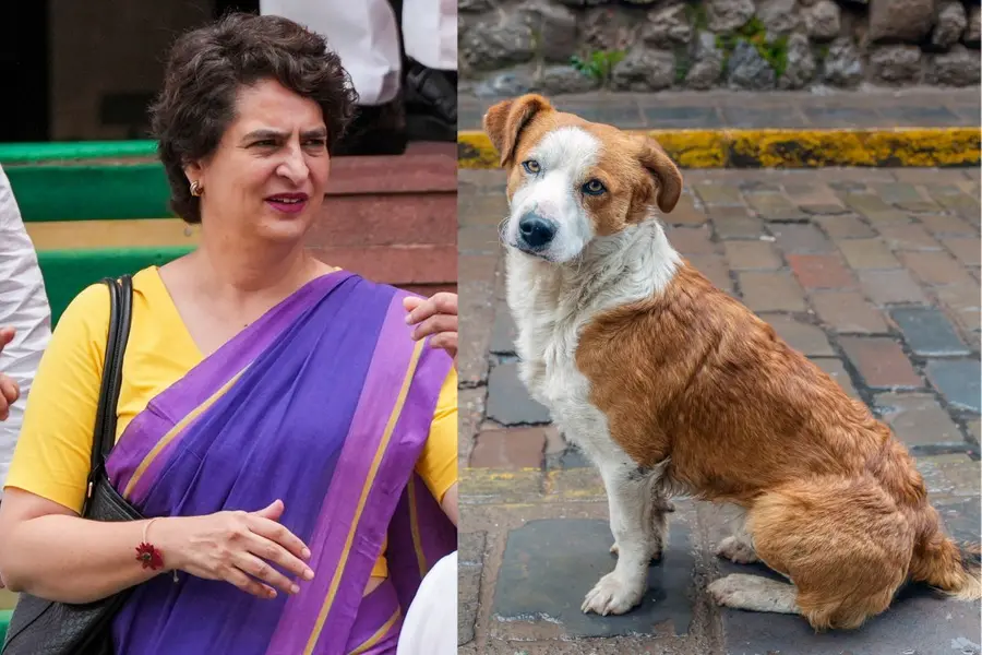 ‘They don’t deserve this cruelty...’ Priyanka Gandhi slams SC stray dog ...
