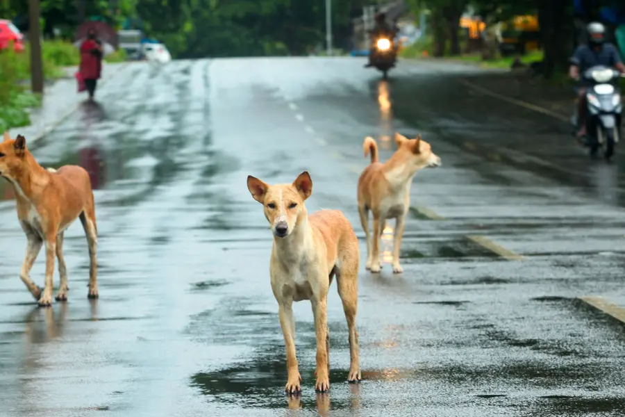 'Shelters are not homes': Protesters march with pet dogs in Chennai ...