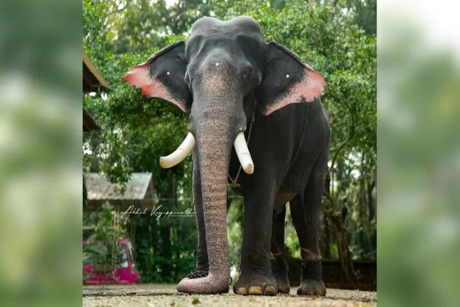 Erattupetta Ayyappan, star of temple festivals for 50 years, dies ...