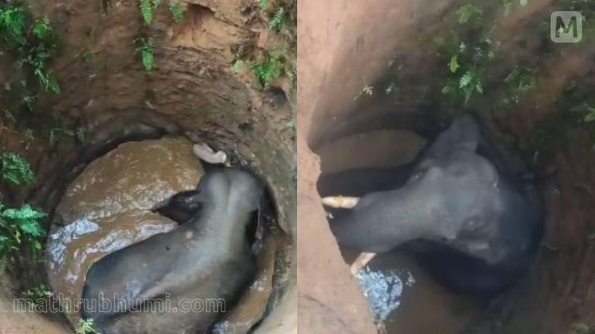 Wild elephant falls into well at a village in Ernakulam; rescue efforts ...