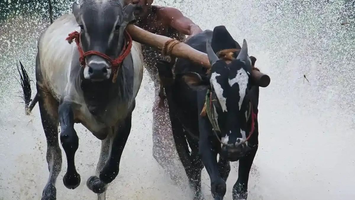 19 bull pairs abused, 20 booked: Police launch probe over PETA ...