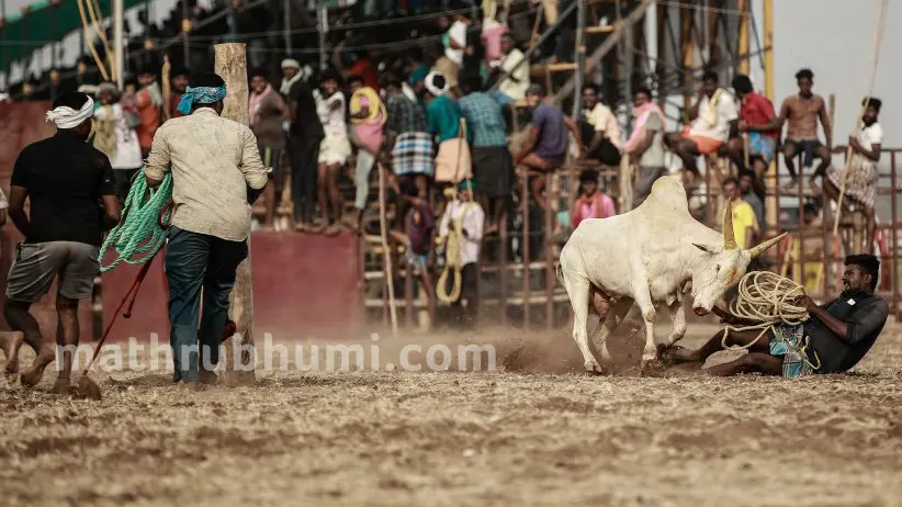 ജെല്ലിക്കെട്ട്‌