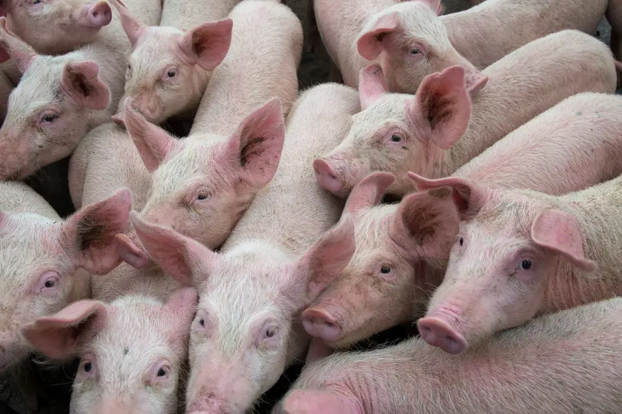 Pigs in Punjab’s Ajnala test positive for African Swine Fever ...