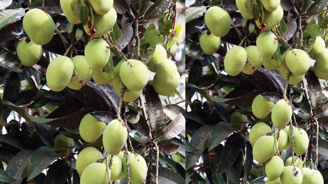 മാവില ഉപയോഗിച്ച് പല്‍പ്പൊടിയും; അറിയാം മാവിലയുടെ ഗുണങ്ങള്‍ | Mathrubhumi