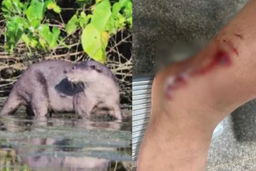 മുക്കത്ത് പുഴയിൽ കുളിക്കാനിറങ്ങിയ രണ്ട് വിദ്യാര്‍ഥികള്‍ക്ക് നീര് ...