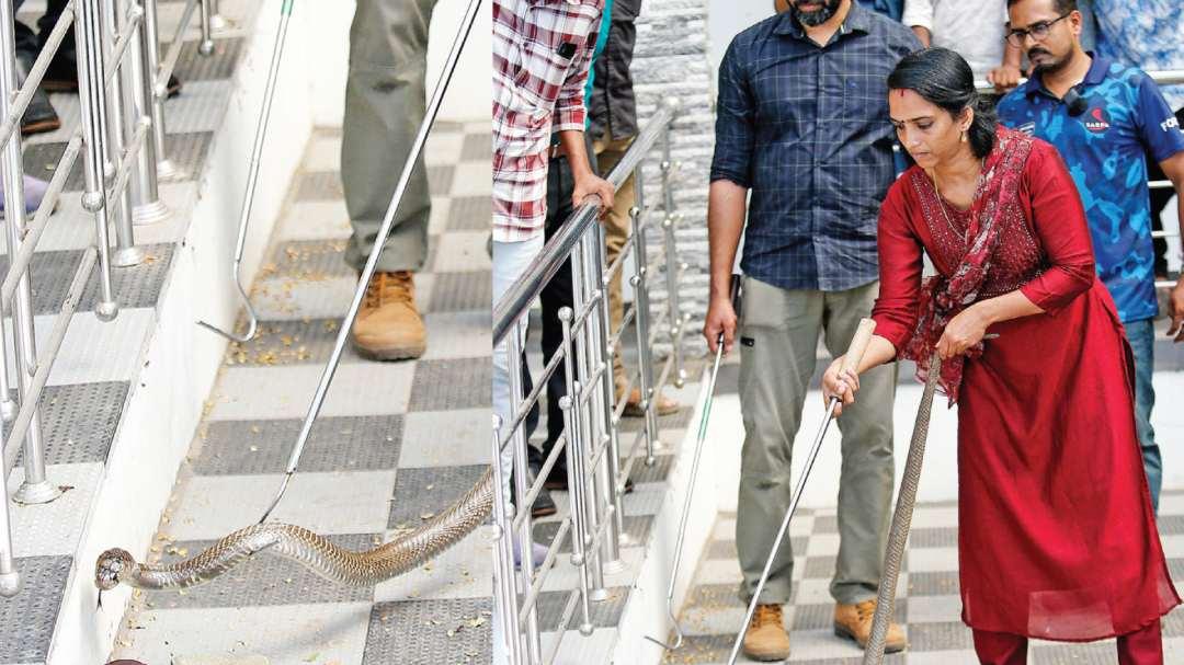 പത്തിവിടർത്തി ചീറ്റിക്കൊണ്ട് ആൾക്കൂട്ടത്തിനുനേരെ മൂർഖ ...