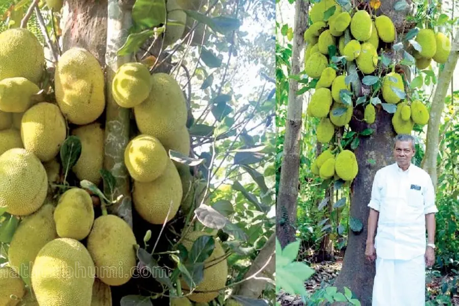 പ്ലാവിലുണ്ട് പലതരം മധുരം; സ്ഥല ലഭ്യത നോക്കി വ്യത്യസ്ത ഇനങ്ങൾ കൃഷി ...