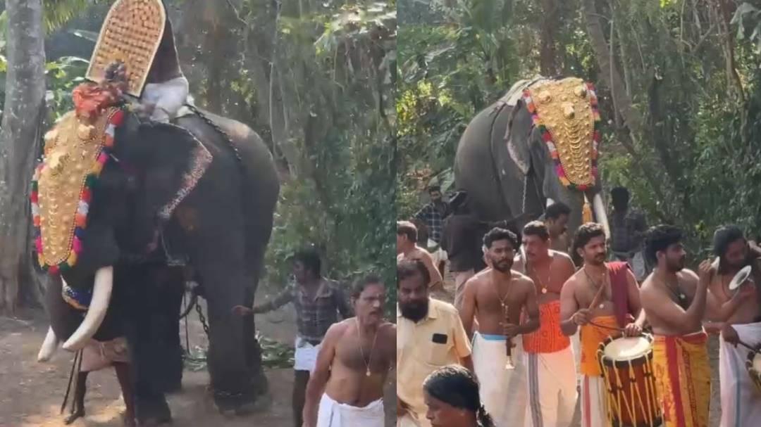 VIDEO | ആറാട്ടിനിടെ ആന ഇടഞ്ഞു, ആനപ്പുറത്തിരുന്നയാള്‍ കെട്ടിടത്തിന്റെ ...