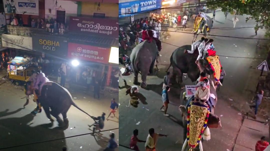 പട്ടാമ്പി നേര്‍ച്ചക്കിടെ ആനയിടഞ്ഞു; ഉടന്‍ തളച്ചതിനാല്‍ ഒഴിവായത് വ ...