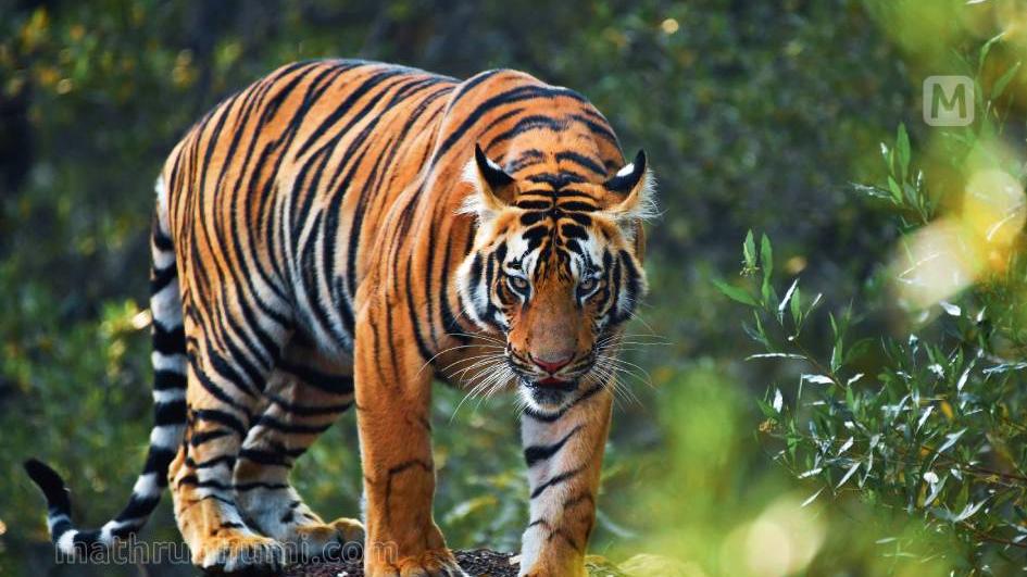 തിരുവനന്തപുരം മൃഗശാലയില്‍ ജീവനക്കാരനെ കടുവ ആക്രമിച്ചു | Mathrubhumi