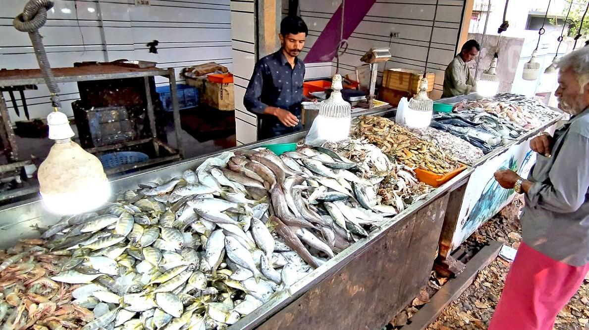 ലഭ്യതകൂടി മീൻവില കുറഞ്ഞു; അയക്കൂറയ്ക്ക് 1,300-ൽനിന്ന് 600-ലെത്തി ...
