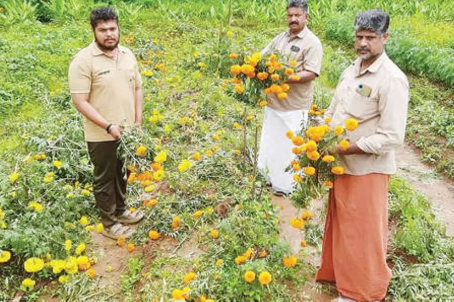 ഇങ്ങനെ ദ്രോഹമരുത്; ഓട്ടോ ഡ്രൈവർമാരുടെ ചെണ്ടുമല്ലിക്കൃഷി വെട്ടിനശിപ്പിച്ചു