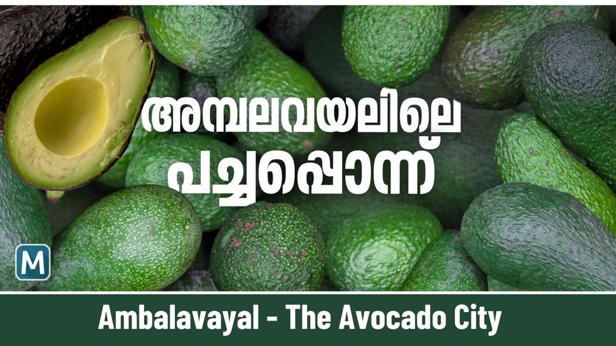 അമ്പലവയലിലെ പച്ചപ്പൊന്ന്: വയനാട്ടിൽ വെണ്ണപ്പഴത്തിന്റെ നാട്ടിൽ | Avocado ...