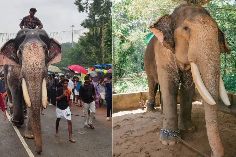 പുതുപ്പള്ളി സാധുവിനെ 'ജീവിതതാര'യിലേക്ക് തിരികെയെത്തിച്ച് 'വന്‍താര'യിലെ ...