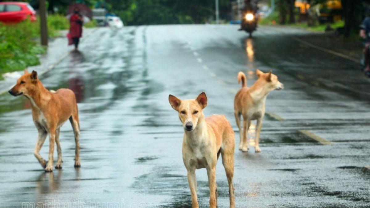 Stray dog management: Chennai plans shelter for aggressive and rabid ...