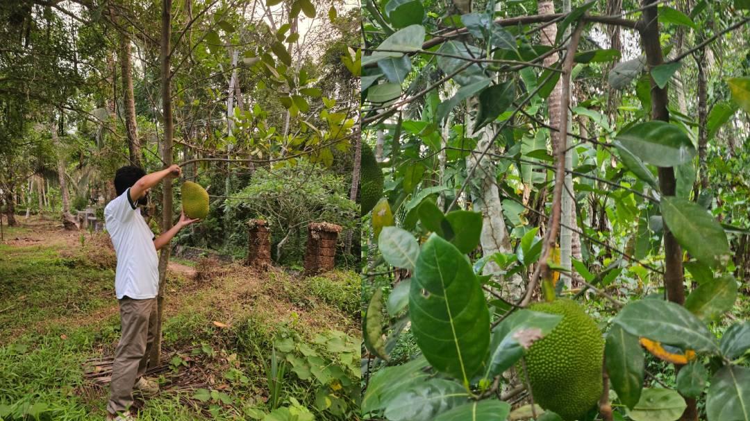 ഐടി കമ്പനി പടുത്തുയർത്തിയ യുവ എൻജിനിയർമാരുടെ ചക്ക കച്ചവടം; വിദേശ ...