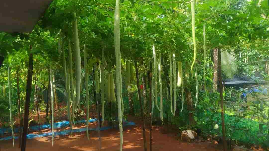 വീട്ടുമുറ്റത്ത് പടവലംകൊണ്ട് തണൽ തീർത്ത് സൂബീഷ് | Mathrubhumi