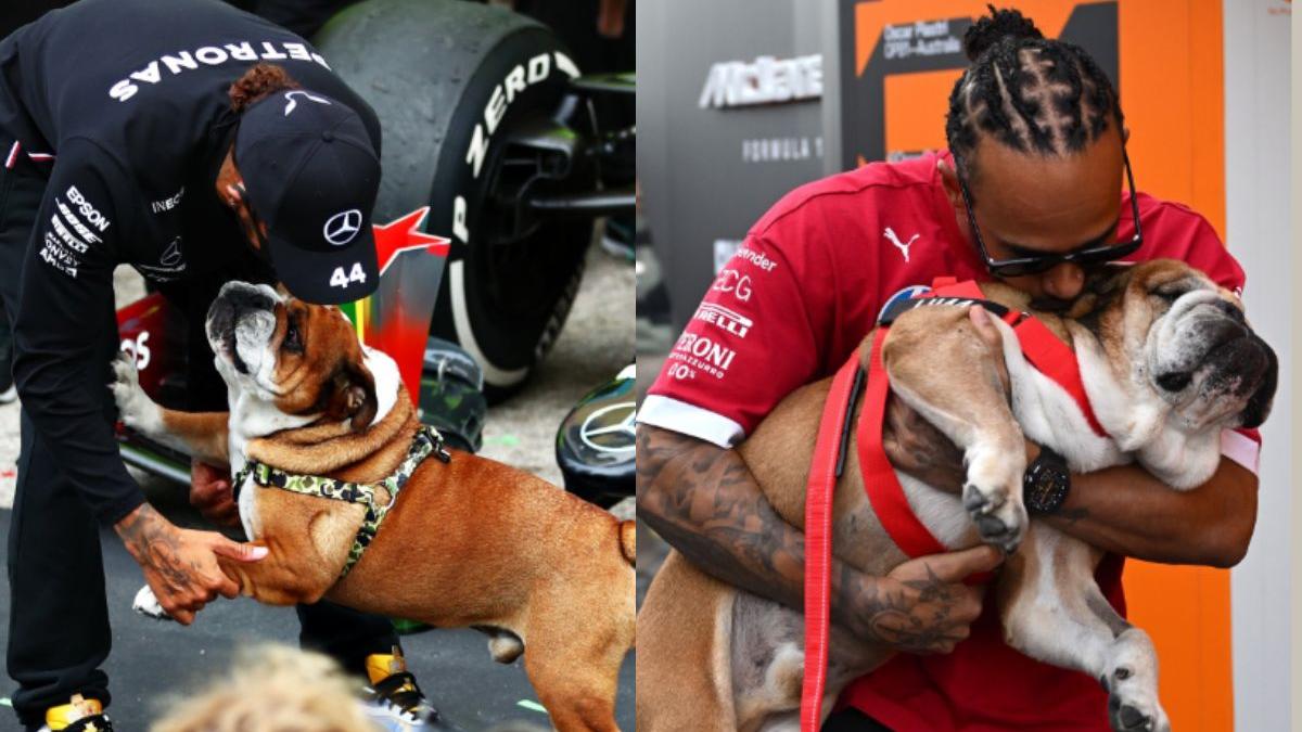 Roscoe, Lewis Hamilton’s beloved bulldog and F1 fan favourite, passes away