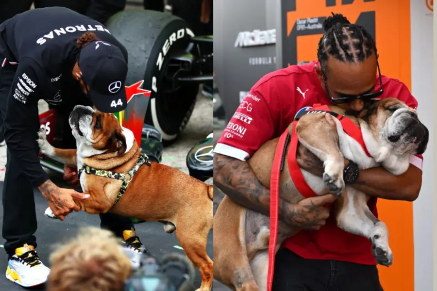 Roscoe, Lewis Hamilton’s beloved bulldog and F1 fan favourite, passes away