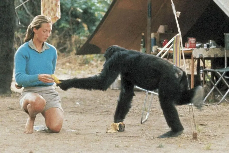 The chimp who used a tool: How David Greybeard, Jane Goodall's ...