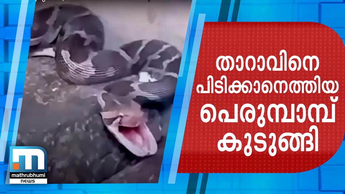 Python That Killed Ducks In Kottarakkara Caught | Mathrubhumi TV