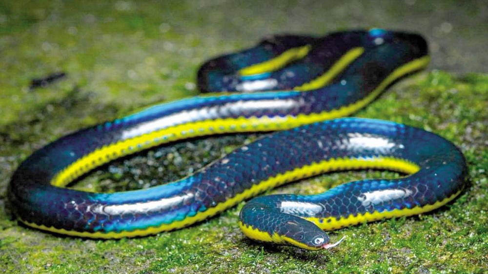 UP man says wife ‘turns into snake’ at night and scares him; seeks ...