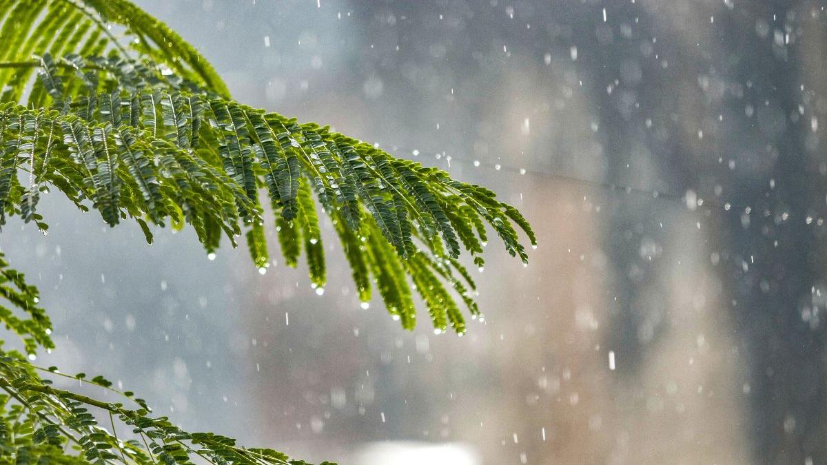 Heavy rain alert: Nilgiris, Western Tamil Nadu brace for thunderstorms ...