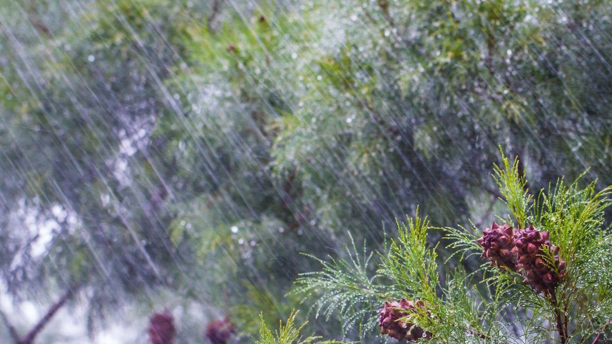 Northeast monsoon nears Kerala: IMD forecasts widespread rain and alerts