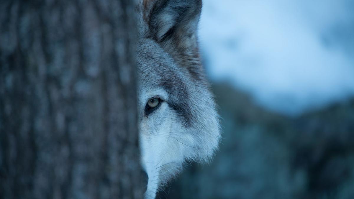 Forest team neutralises man-eating wolf responsible for over 25 attacks ...
