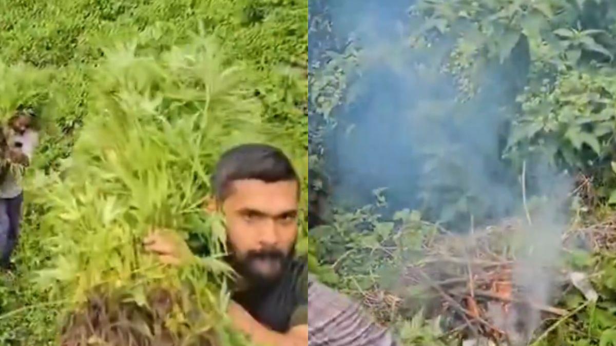 Police trek through dense forest, burn over 10,000 plants in Kerala’s ...