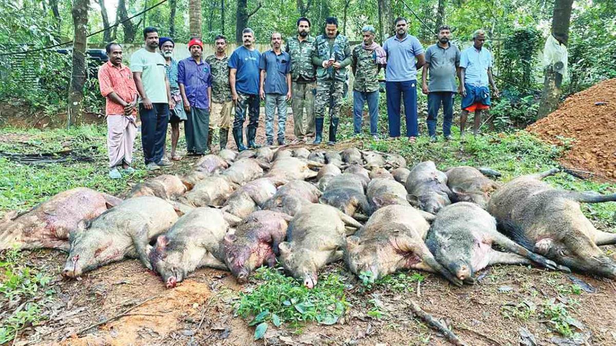 36 wild boars shot dead in Malappuram’s Kalikavu for invading farm ...