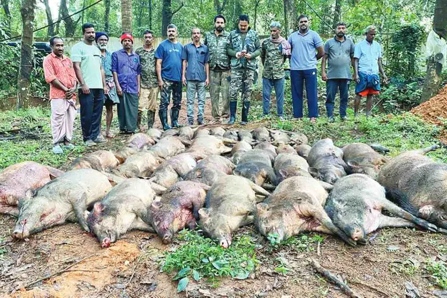 36 wild boars shot dead in Malappuram’s Kalikavu for invading farm lands