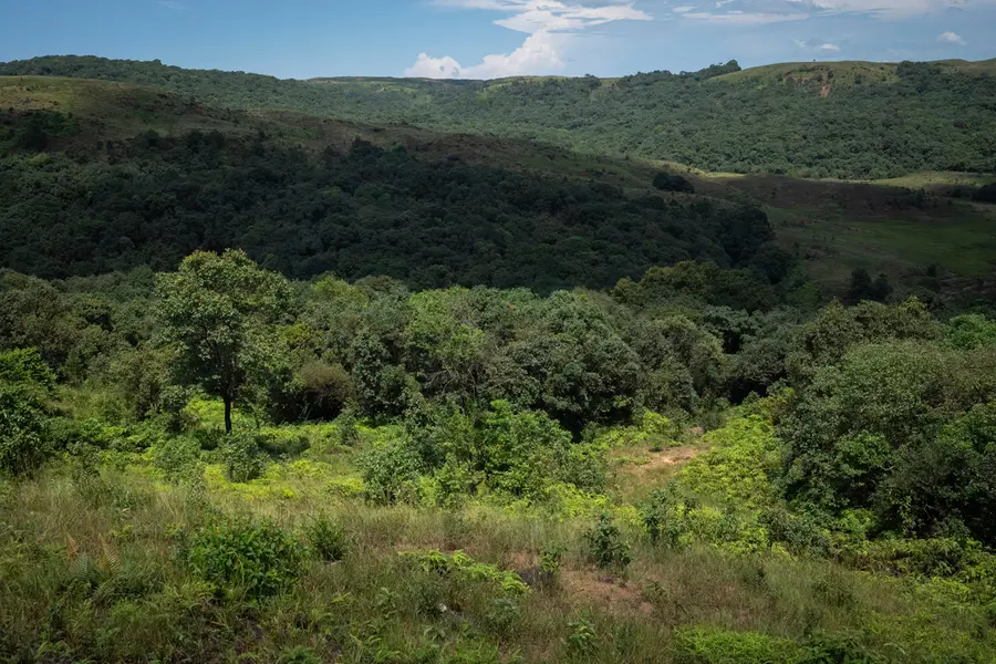 India rises to 9th globally in total forest area, retains 3rd spot in ...